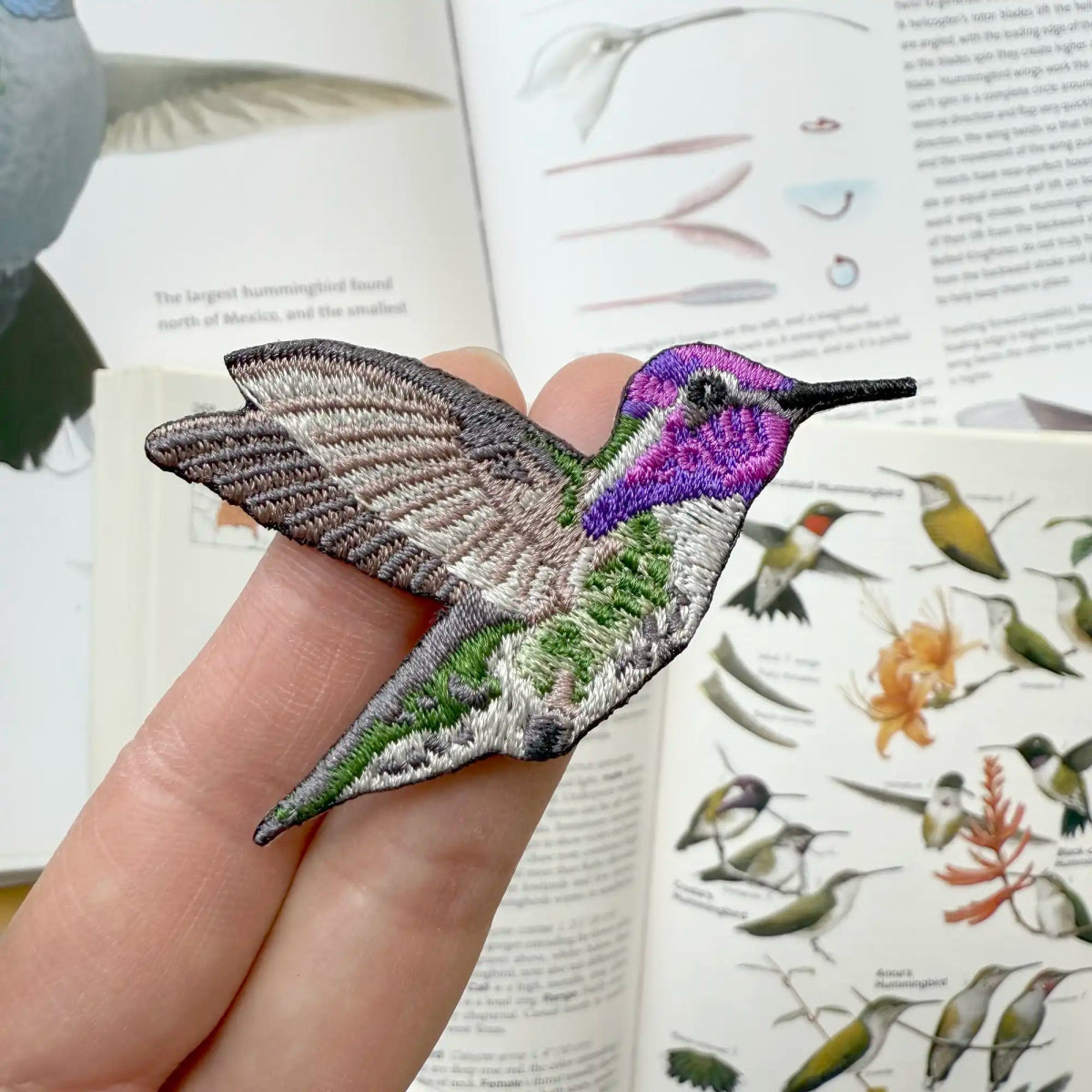 Costa's Hummingbird Patch | Bird Collective