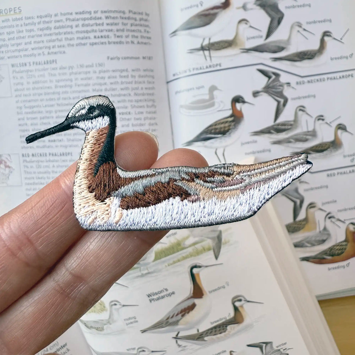 Wilson's Phalarope Patch | Bird Collective