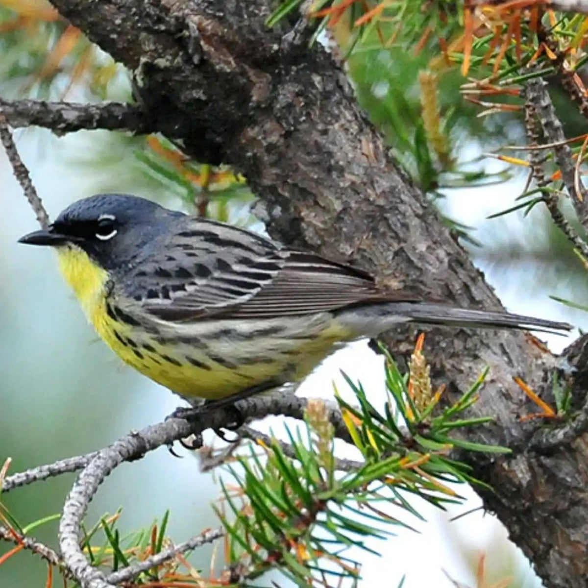 American Bird Conservancy | Great Lakes Initiative – Bird Collective