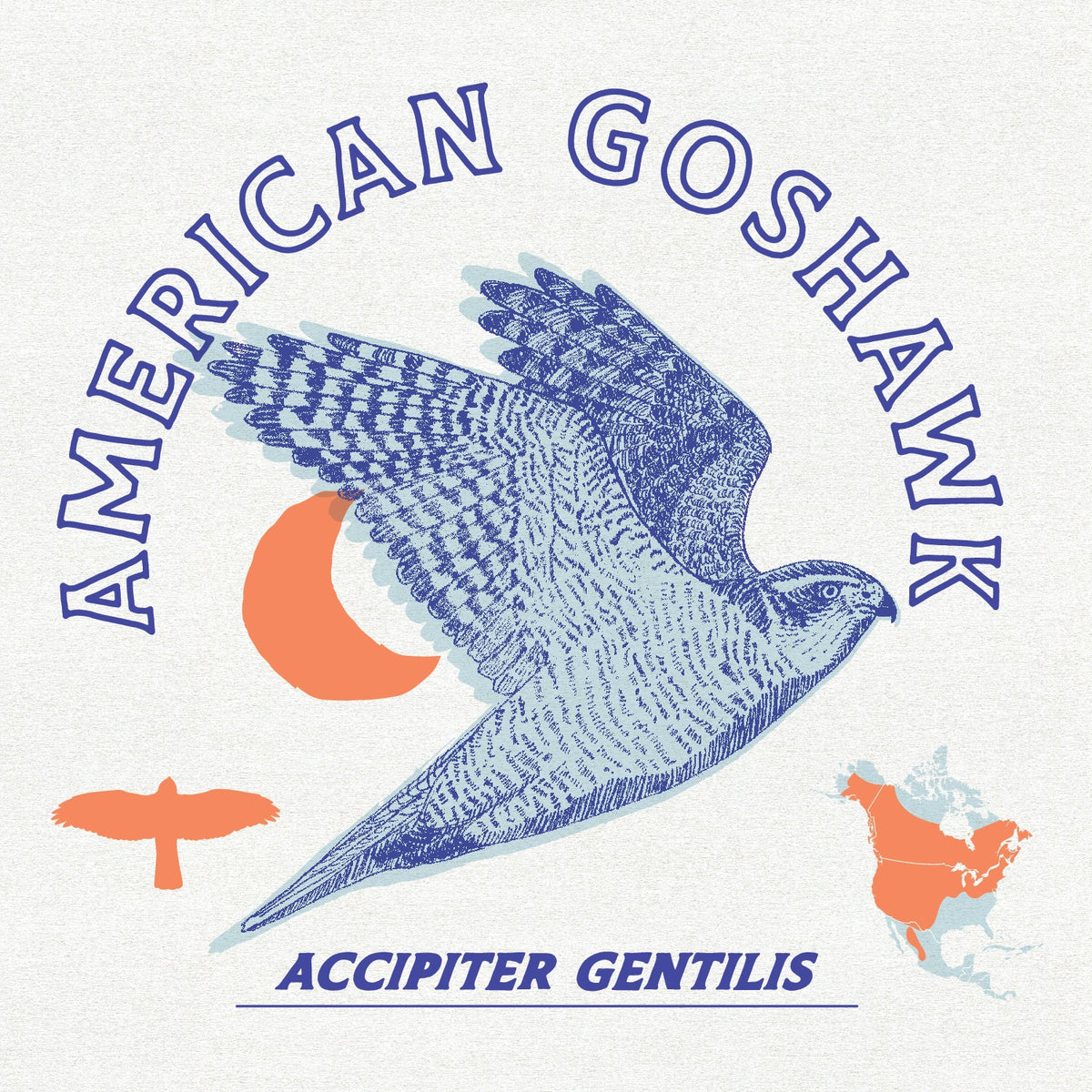 American Goshawk – Bird Collective