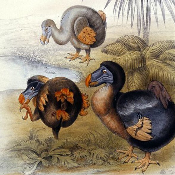 Are Birds Real? | Bird Collective