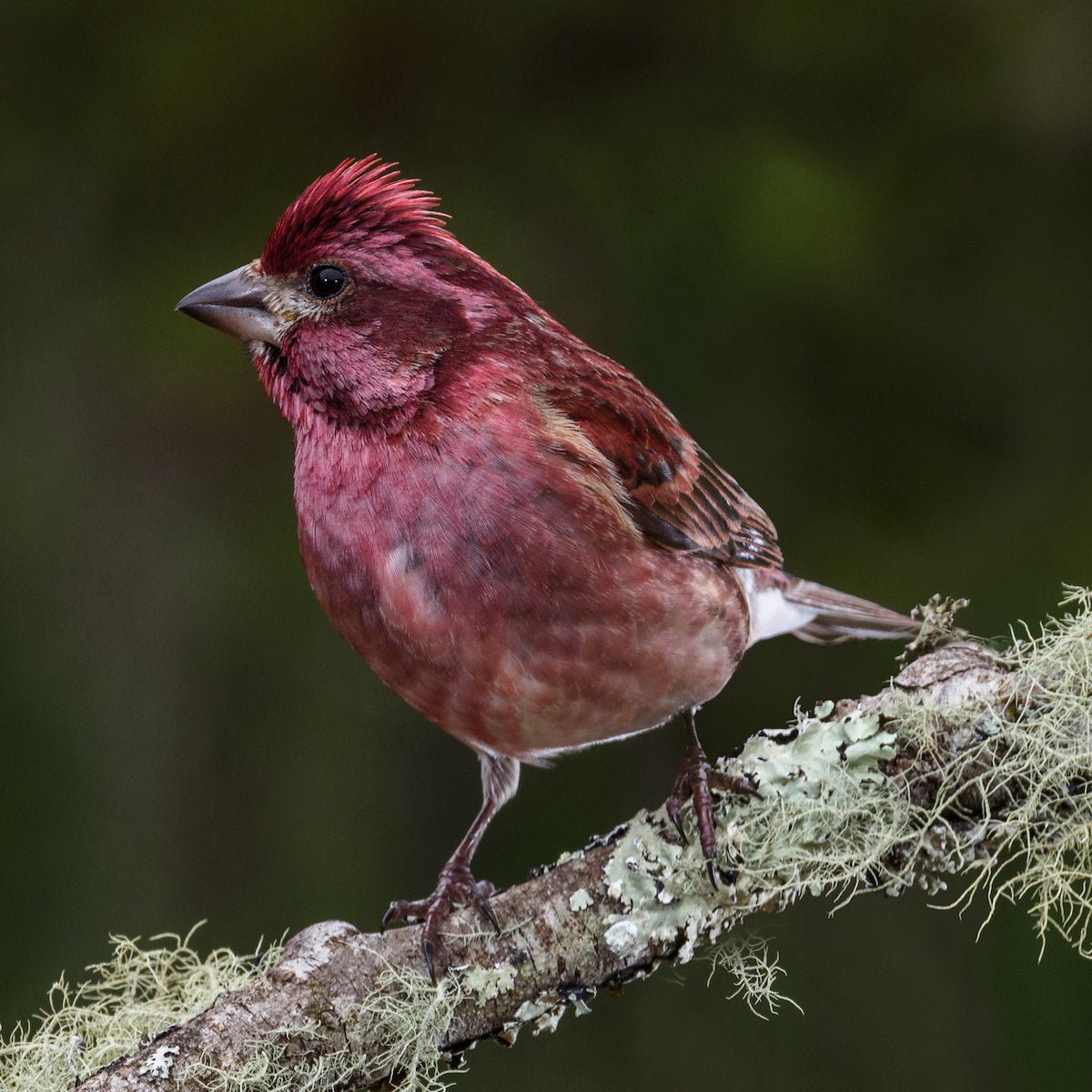 Bird Collective x FiRN II | Conservation Collaboration | Bird Collective