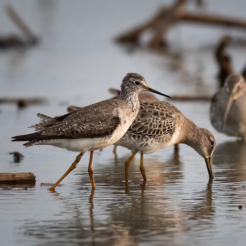 Delta Wind Birds – Bird Collective