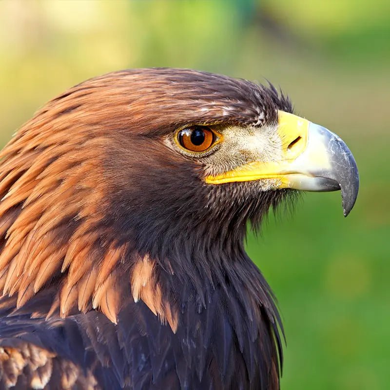 Hawkwatch International | Bird Collective Profile