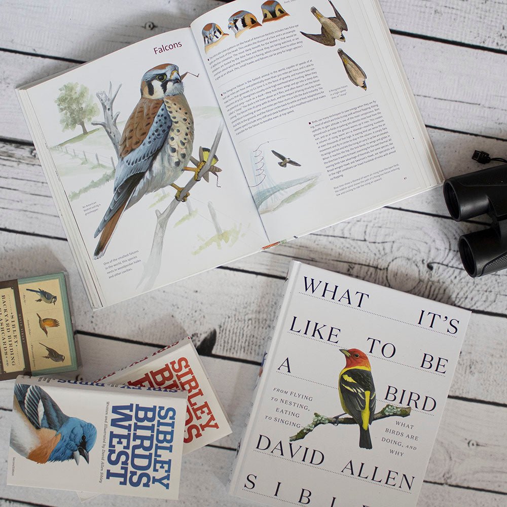 David Allen Sibley Collection | Bird Collective