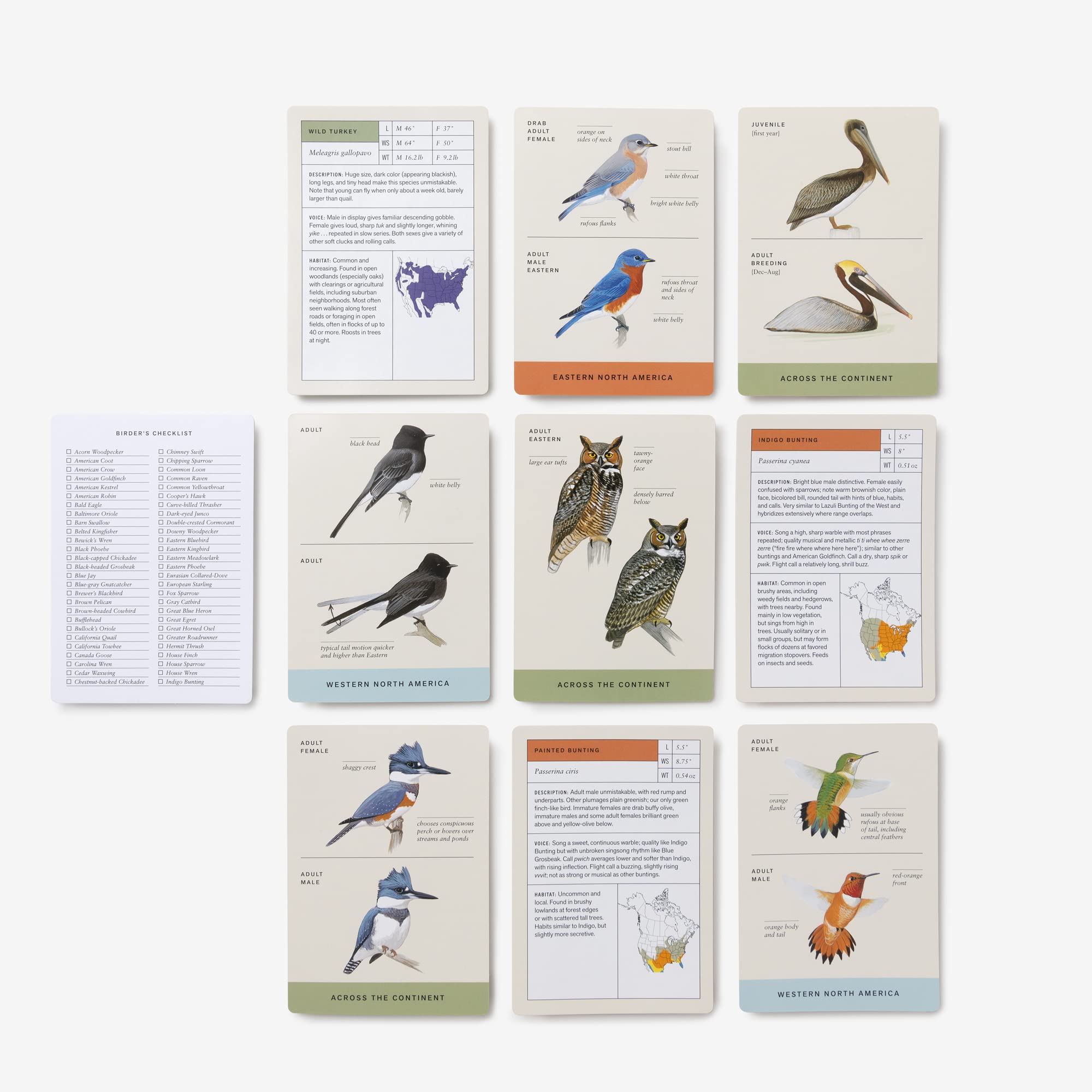 Sibley Backyard Birding Flashcards, Revised and Updated – Bird Collective