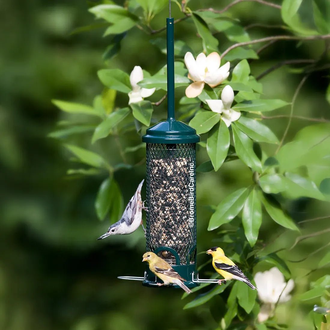 Brome Squirrel Buster Mini Bird Feeder | Bird Collective