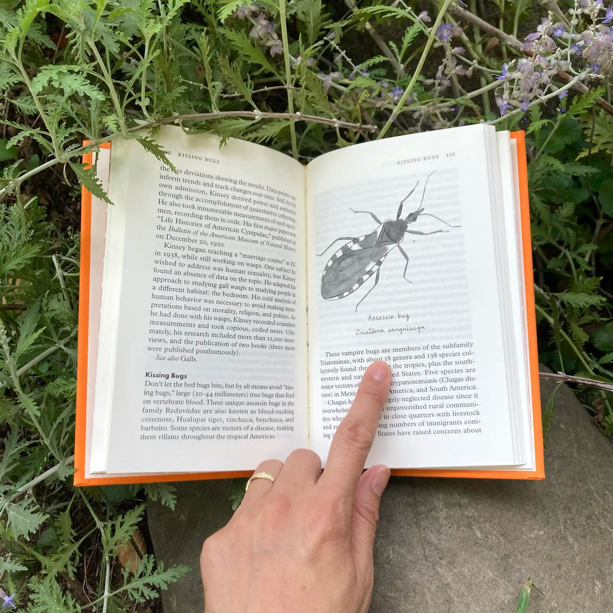 Insectpedia Book | Fascinating Facts About Insects – Bird Collective