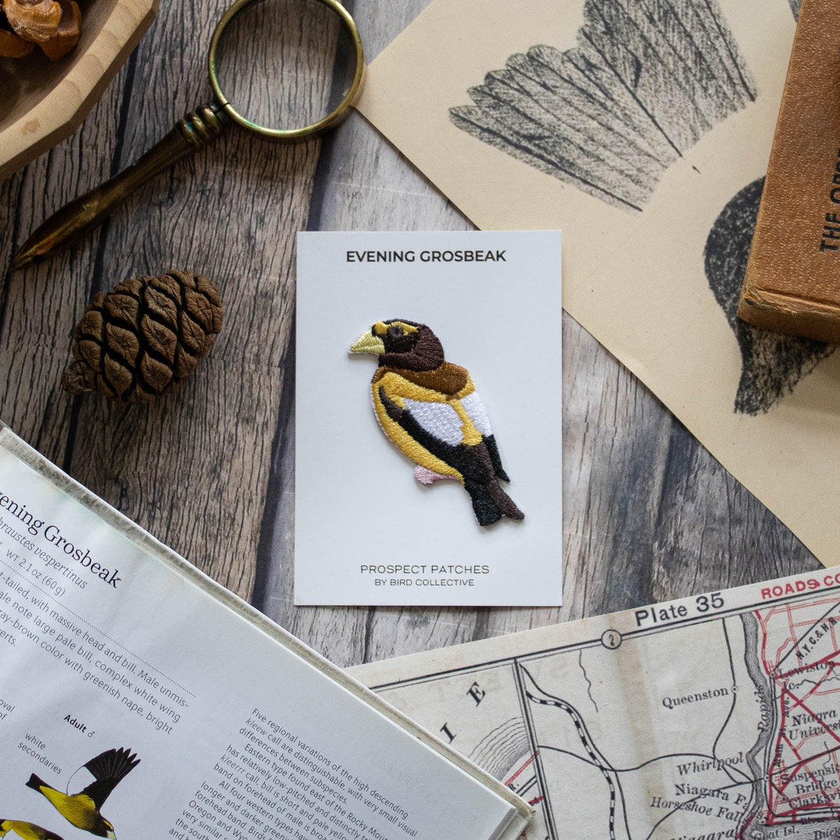 Evening Grosbeak Birdwatching Patch – Bird Collective