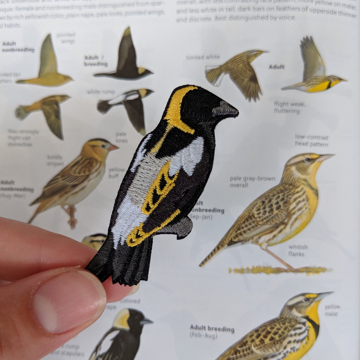 Bobolink Bird Patch – Bird Collective