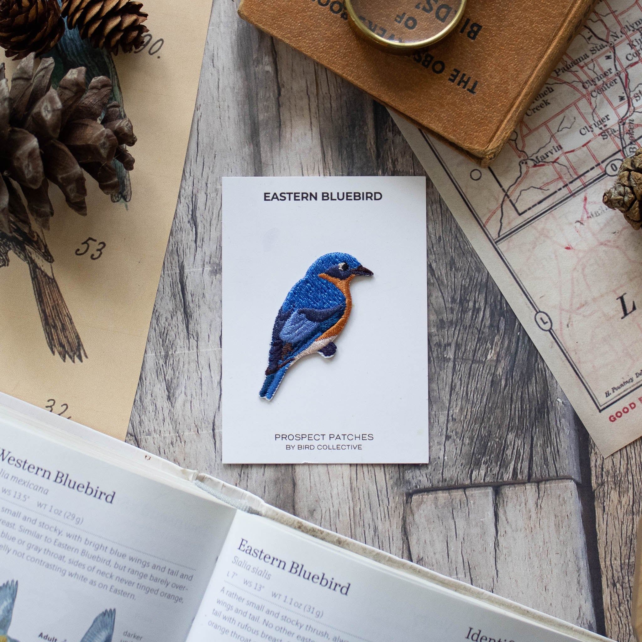 Eastern Bluebird Birdwatching Patch – Bird Collective