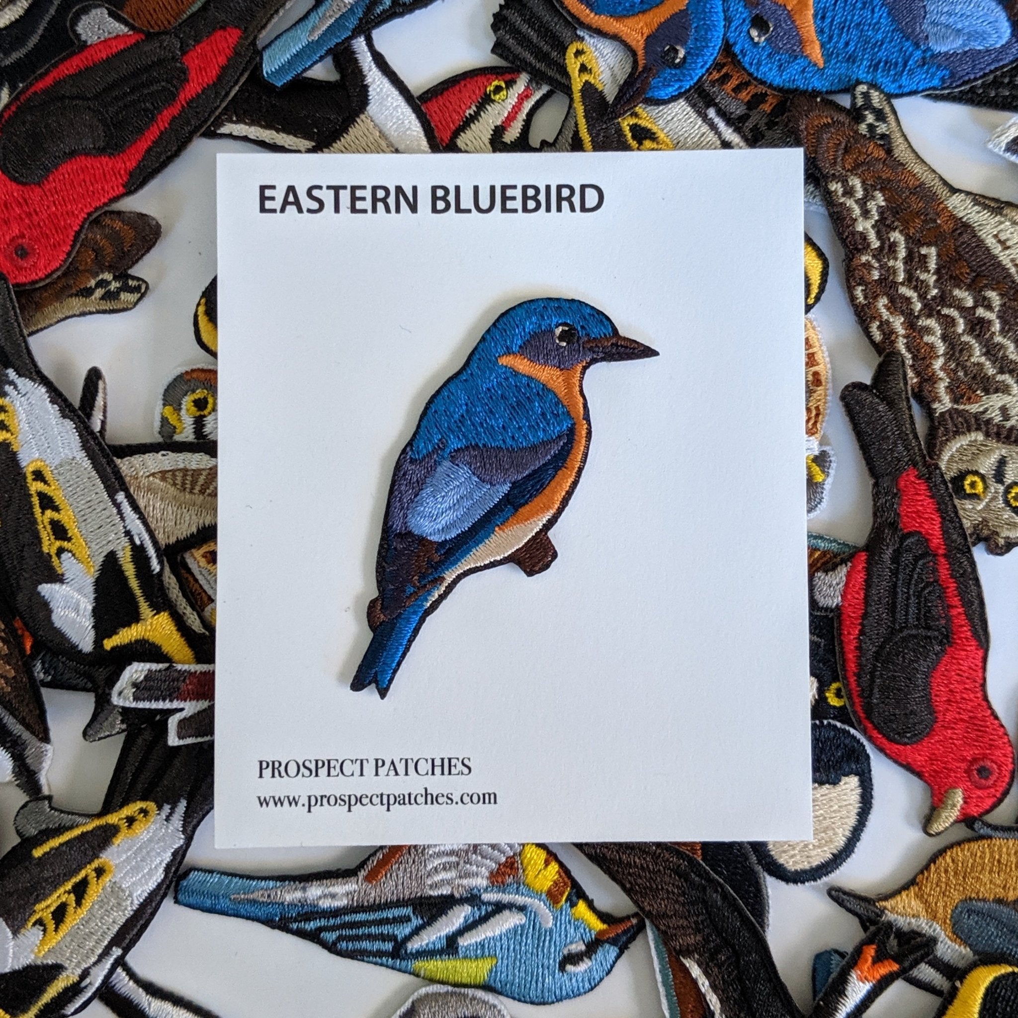 Eastern Bluebird Birdwatching Patch – Bird Collective