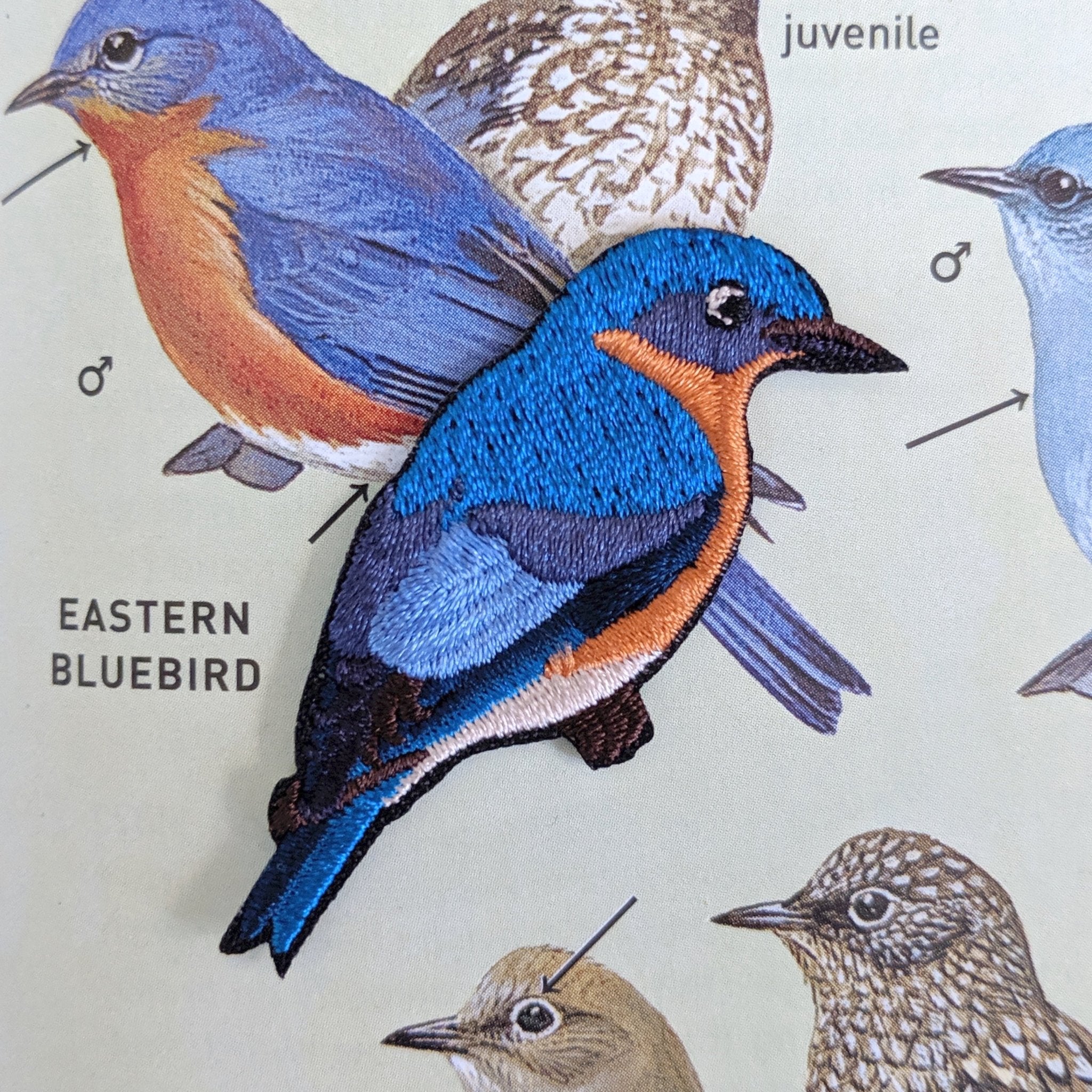 Eastern Bluebird Birdwatching Patch – Bird Collective