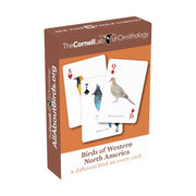 Backyard Bird Shop – Bird Collective