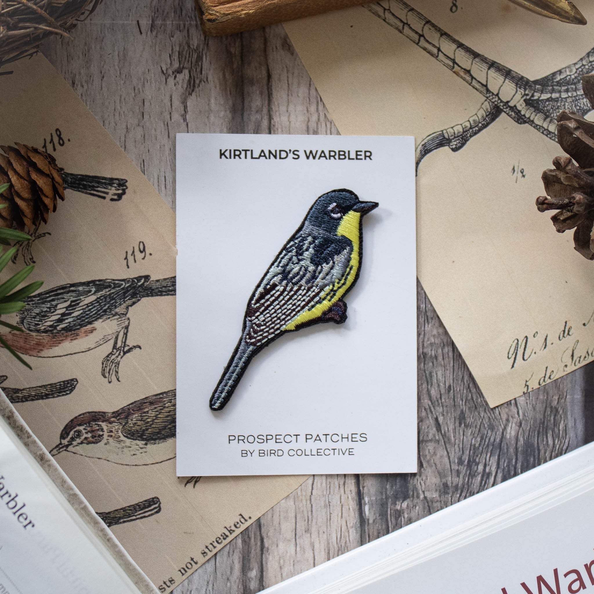 Kirtland's Warbler Patch – Bird Collective